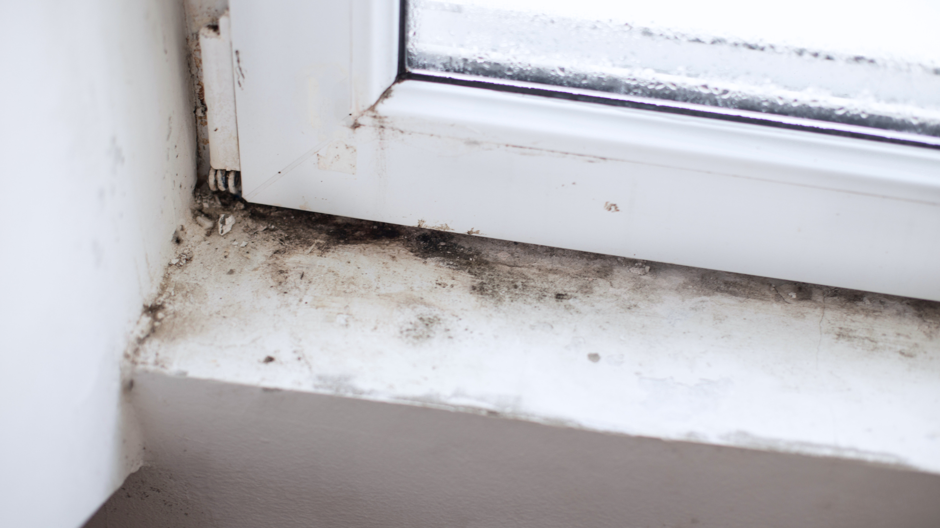 Identifying Hidden Mold: Spots You Might Overlook